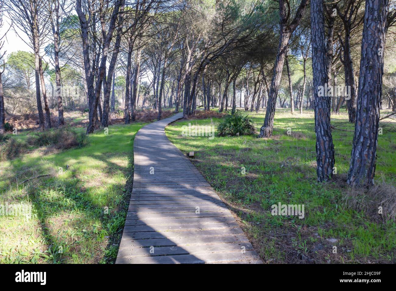 Wooden pedestrian path way over forest Stock Photo - Alamy