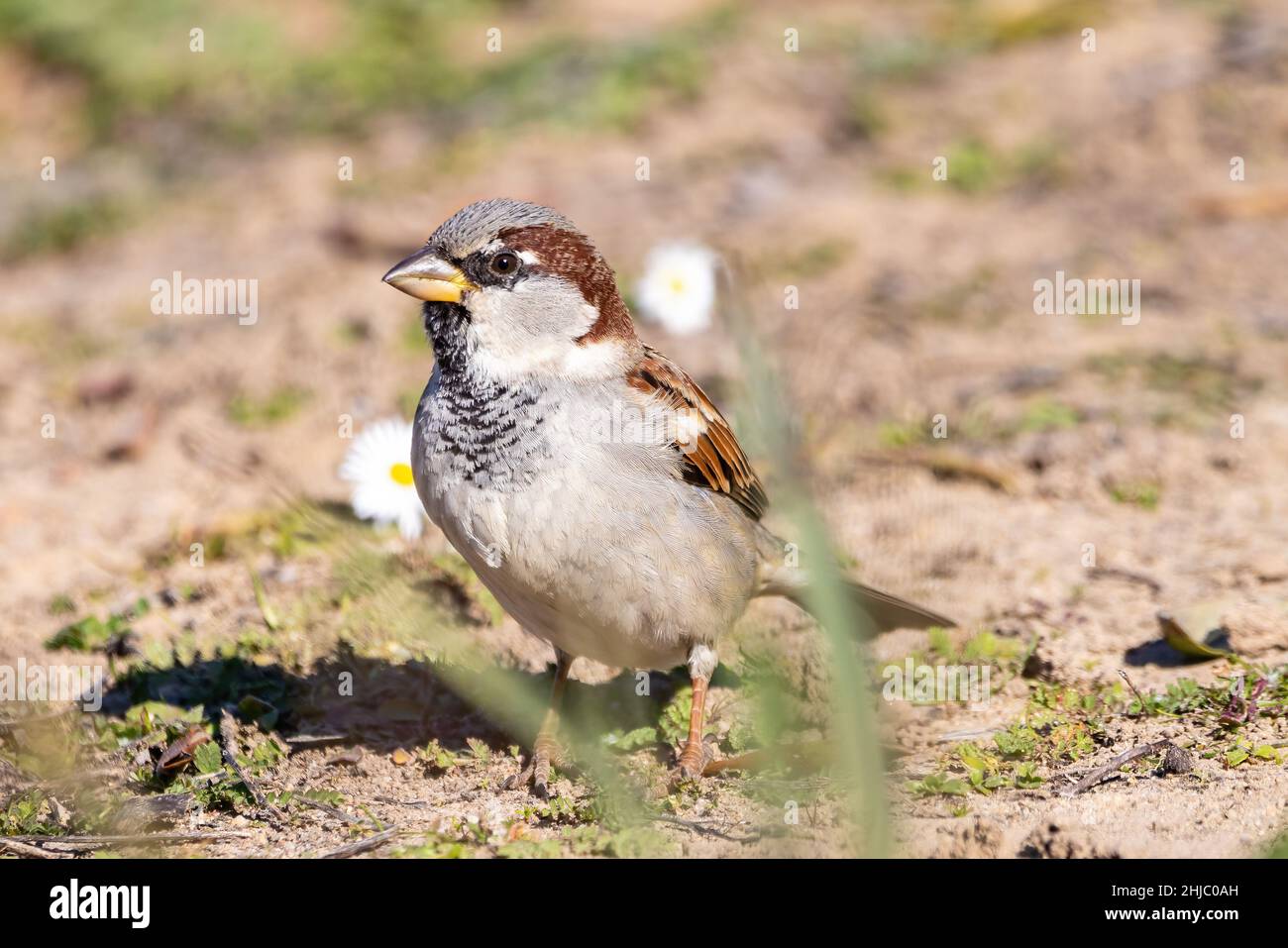 Gorrion hi-res stock photography and images - Alamy