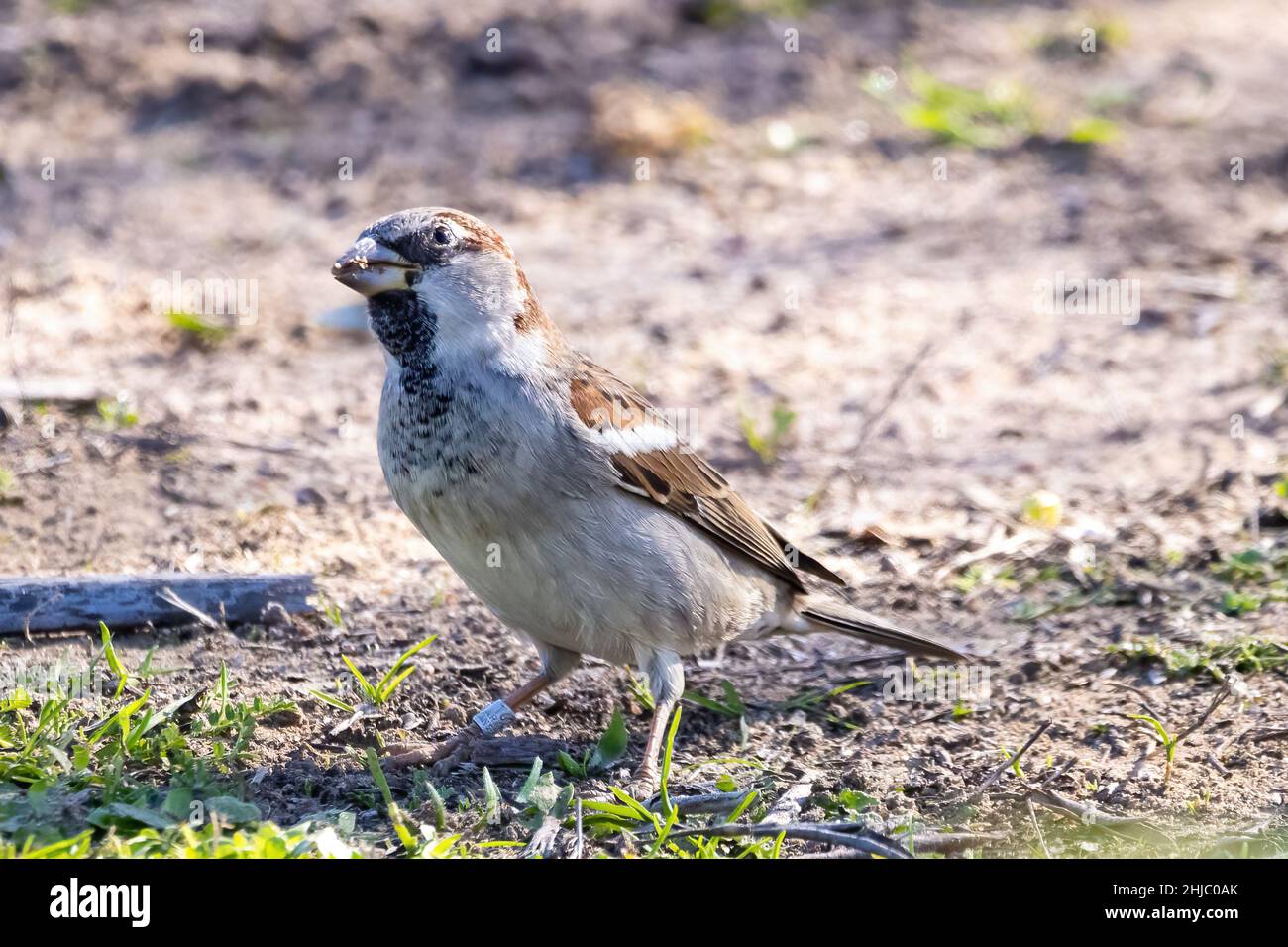 Gorrion hi-res stock photography and images - Alamy