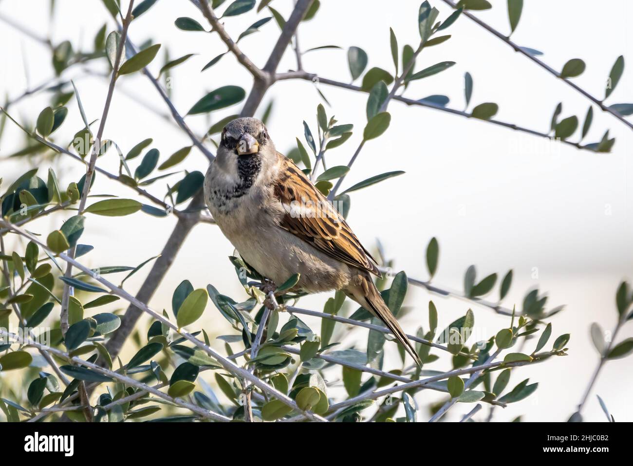 Male female house sparrow perched hi-res stock photography and images ...