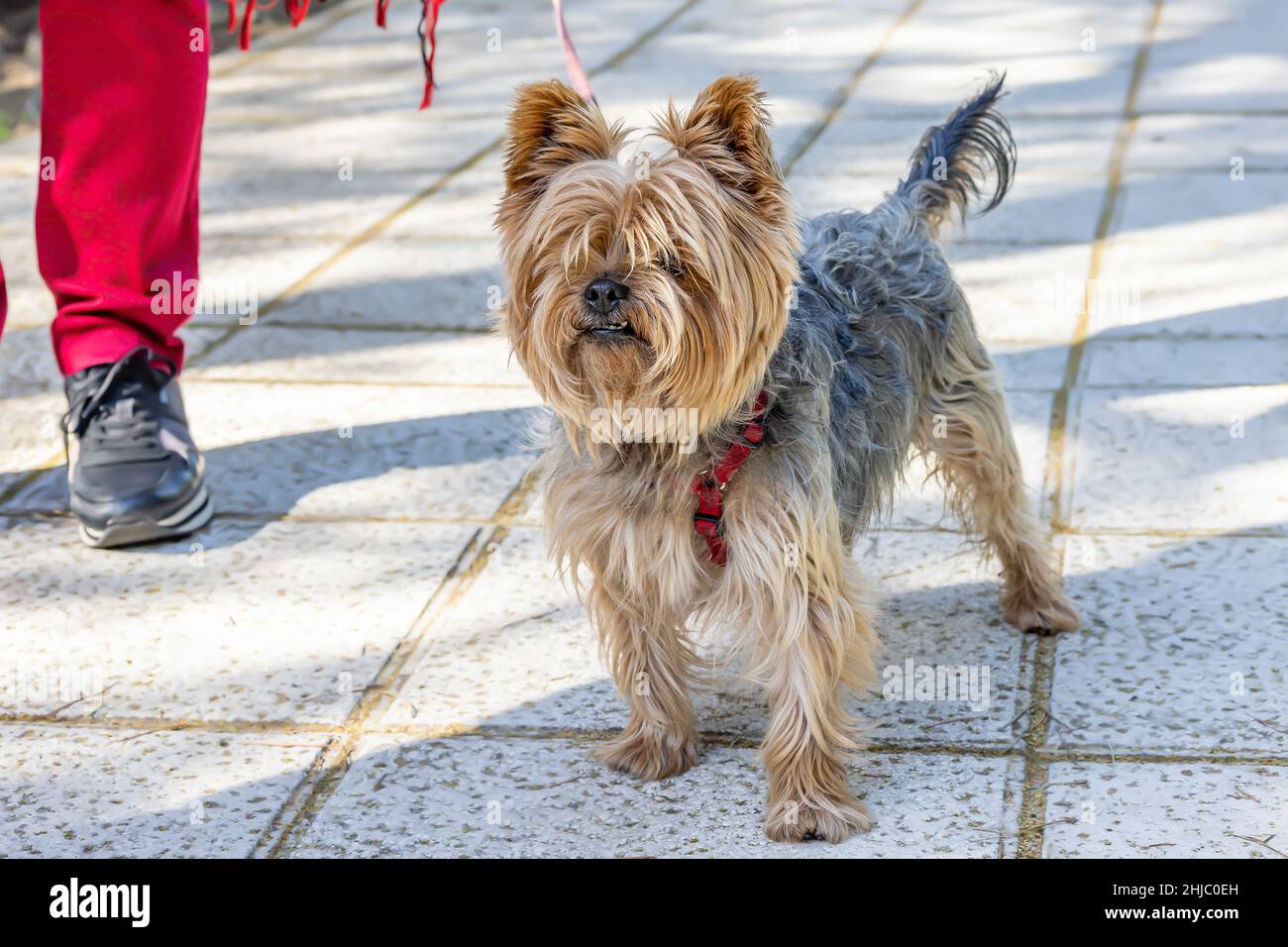 A Yorkshire Terrier (often shortened as Yorkie). This is one of the ...