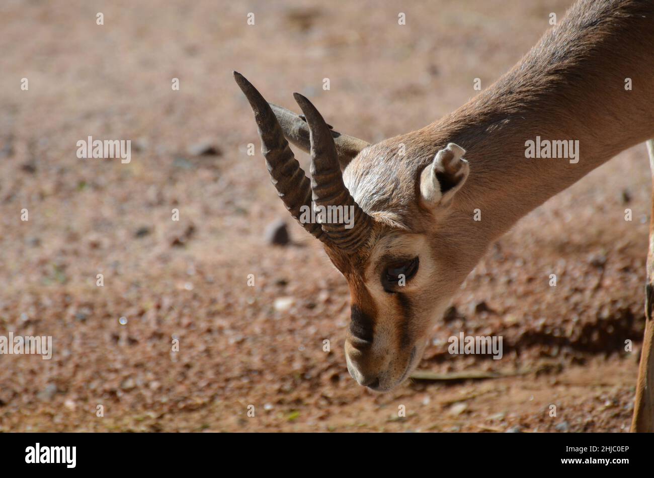 Cute face up close on a springbok gazelle roaming outdoors Stock Photo ...