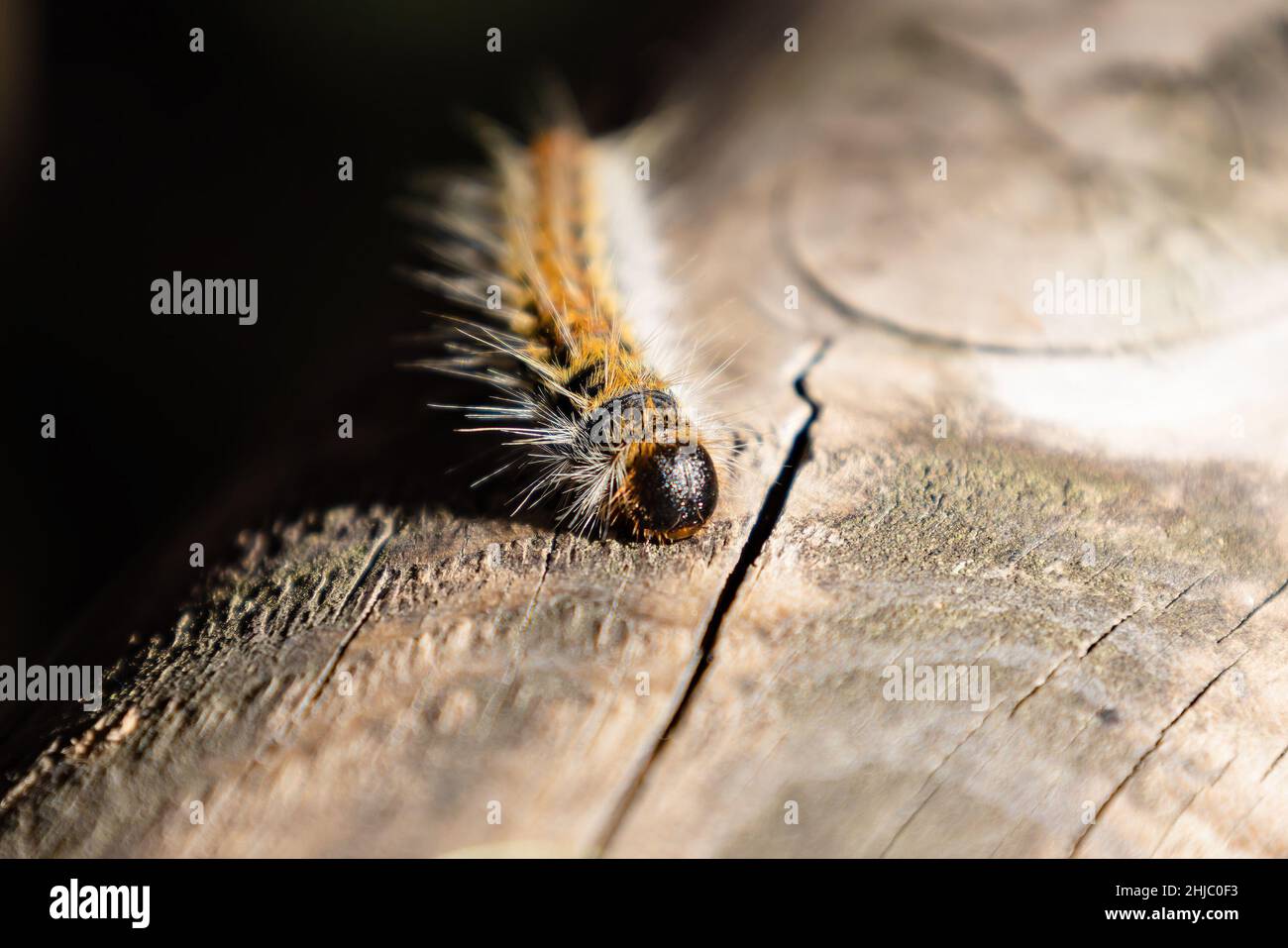Detail of the head of Pine processionary (Thaumetopoea pityocampa Stock ...