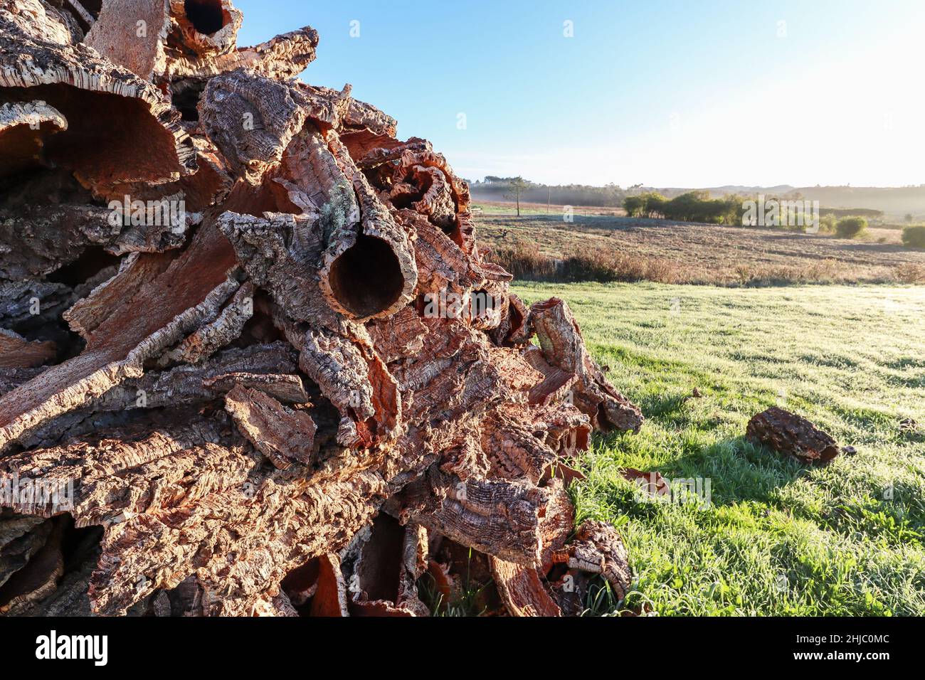 Harvested cork oak bark from the trunk of cork oak tree (Quercus suber ...