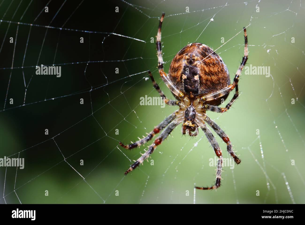 Brückenkreuzspinne / Bridge spider or Gray cross spider / Larinioides ...