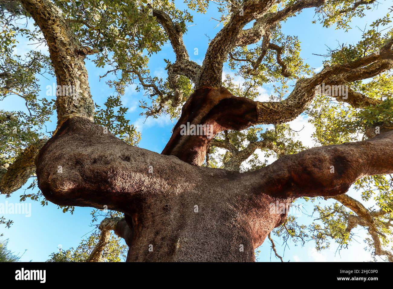 Quercus suber portugal hi-res stock photography and images - Alamy