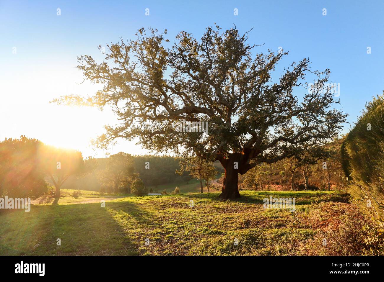 Old Cork oak tree (Quercus suber) in the evening sun in early spring ...