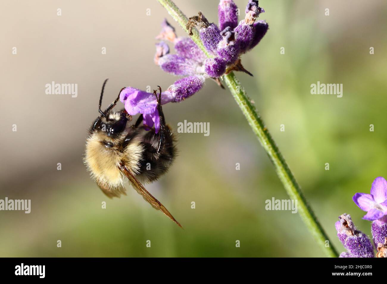 Hummeln bienen hi-res stock photography and images - Alamy