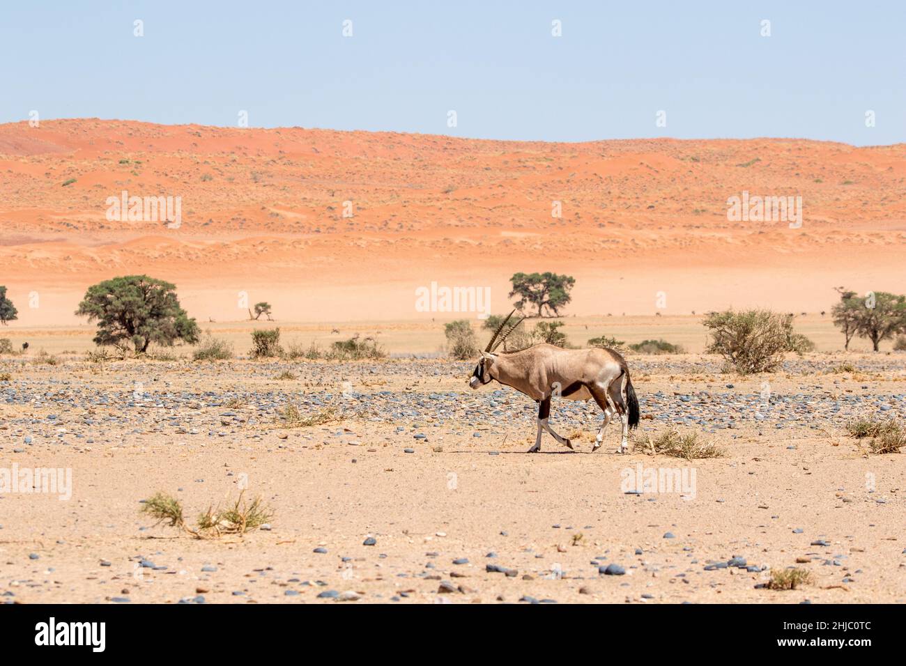 Gemsbok in Namibia Stock Photo - Alamy