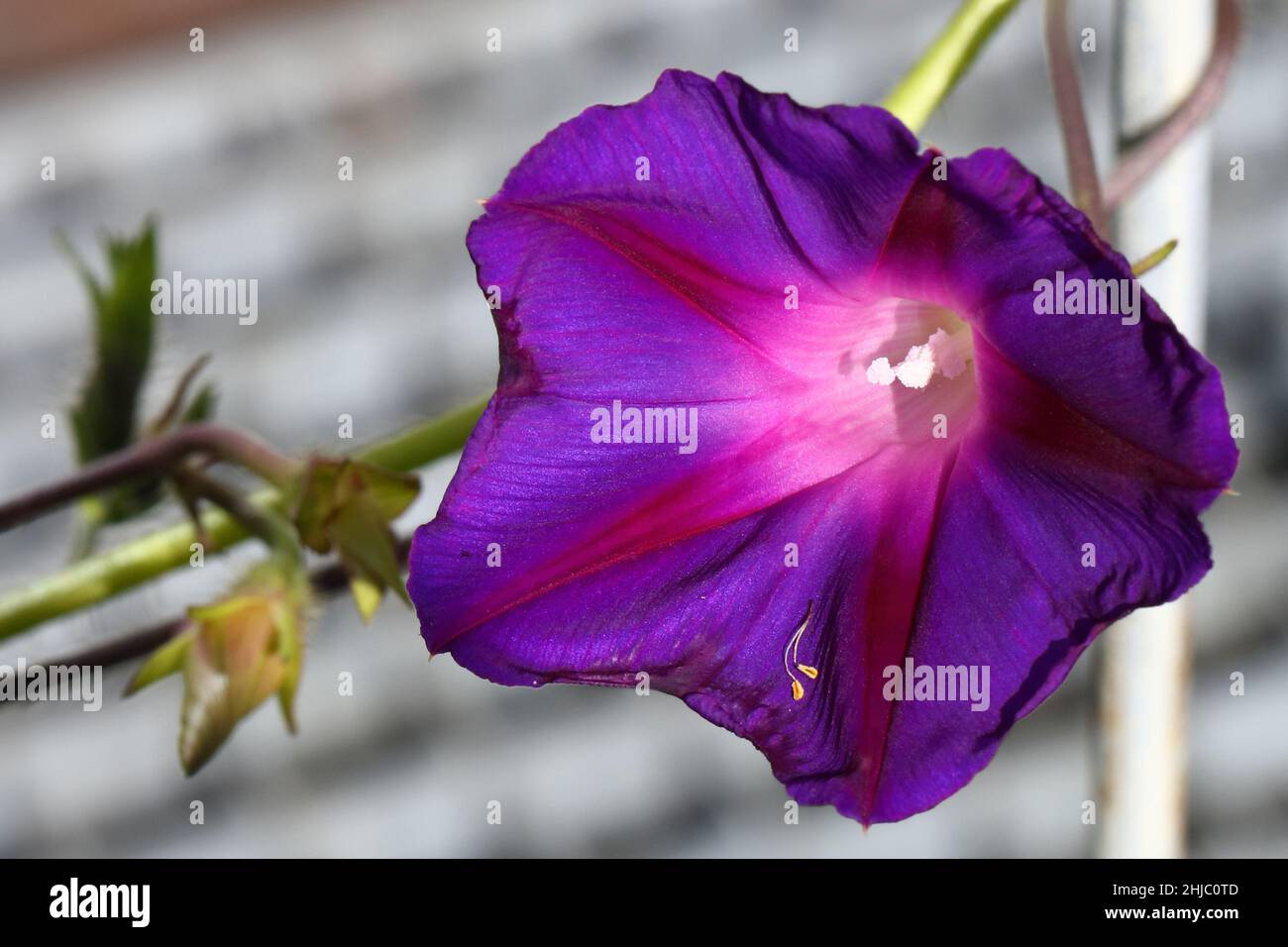 Blume / Flower / Flos Stock Photo - Alamy