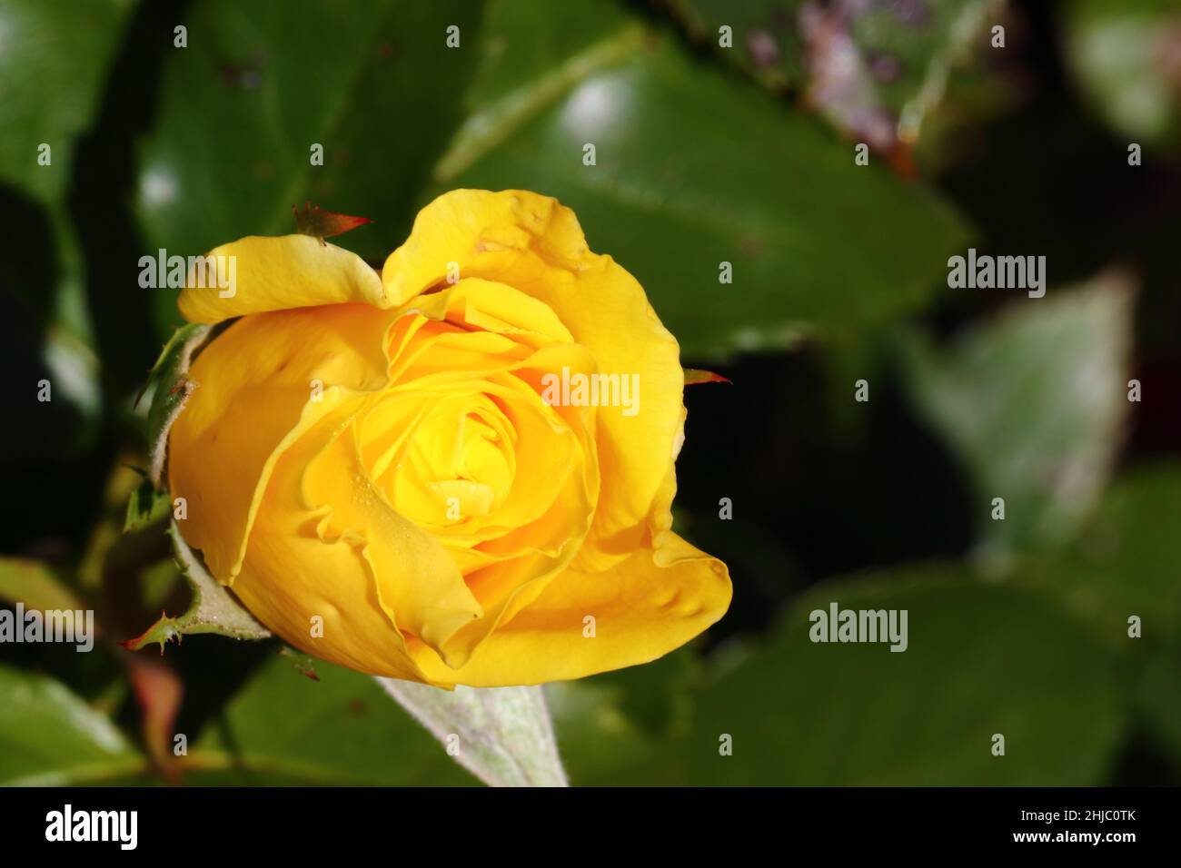 Rose / Rose / Rosa Blume / Flower / Flos Stock Photo - Alamy