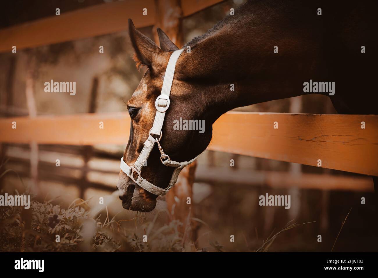 Portrait of a beautiful bay colt with a halter on his muzzle, which ...