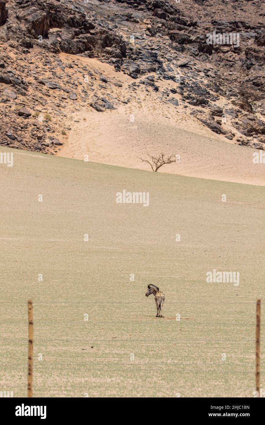 Mountain Zebra in Namibia Stock Photo - Alamy