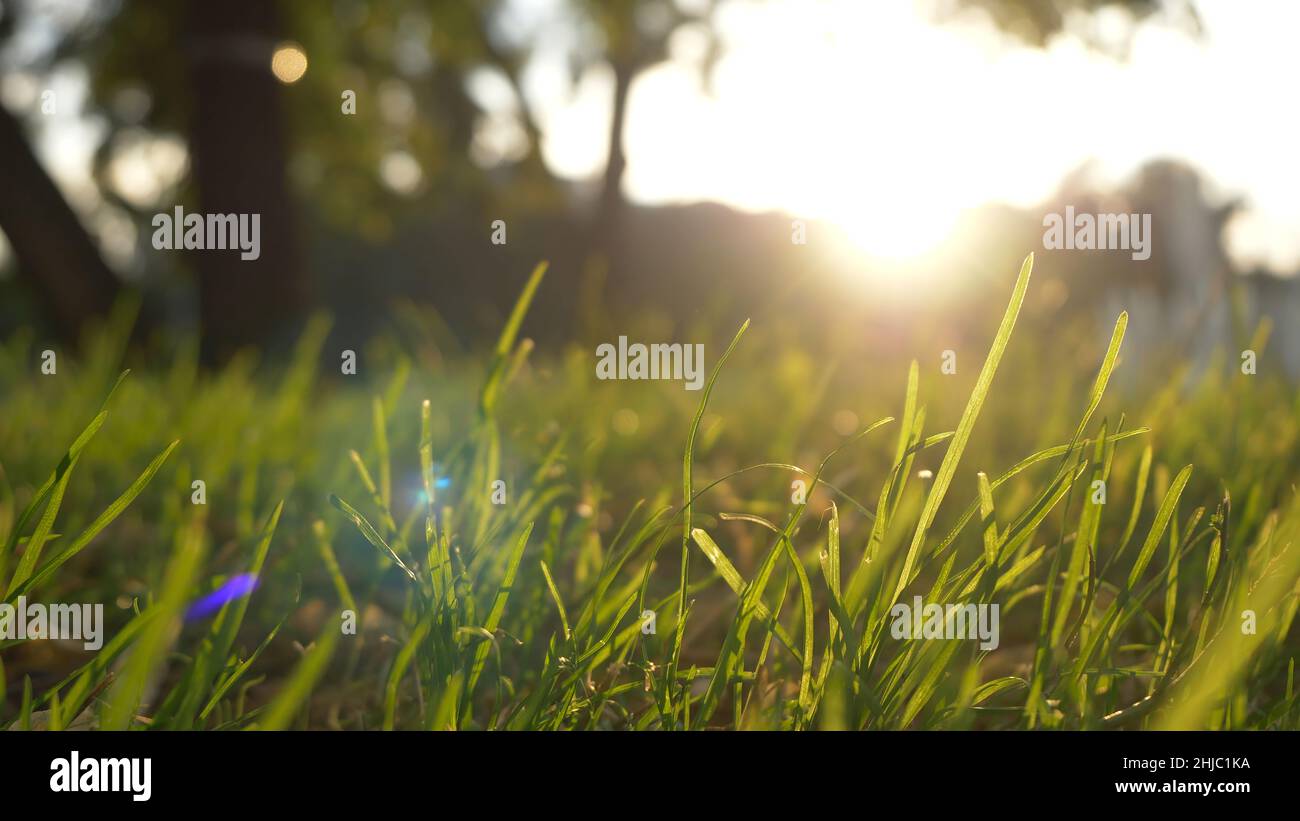 Summer grass meadow motion blur of pleasant wind with bright sunlight ...