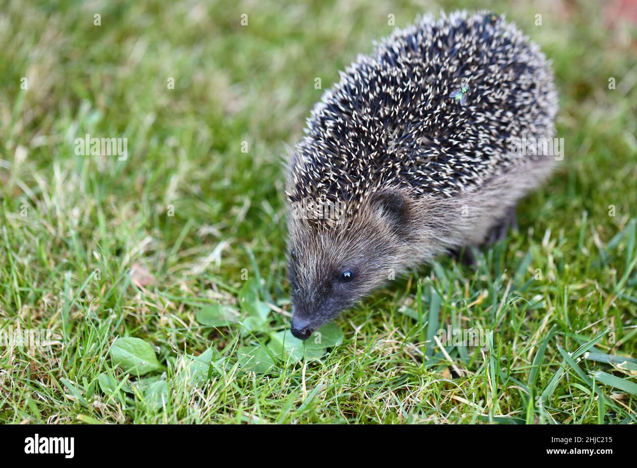 Nördlicher Weißbrustigel / Northern white-breasted hedgehog / Erinaceus ...