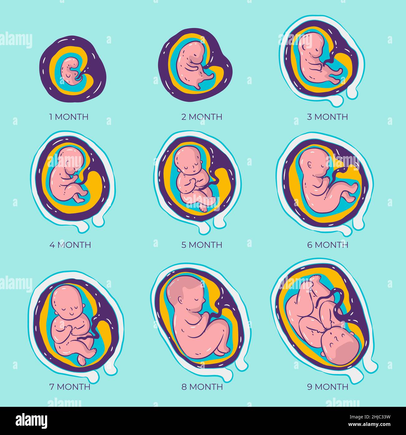 Hand drawn fetal development set Vector illustration Stock Vector Image ...