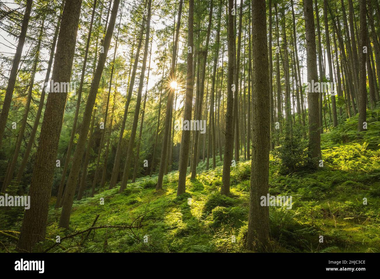 Beautiful view of the green forest in Scotland. The sunlight ...