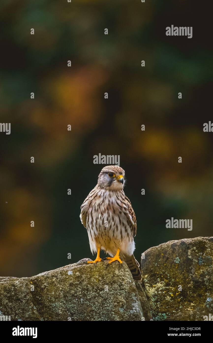 Kestrel perched wall hi-res stock photography and images - Alamy