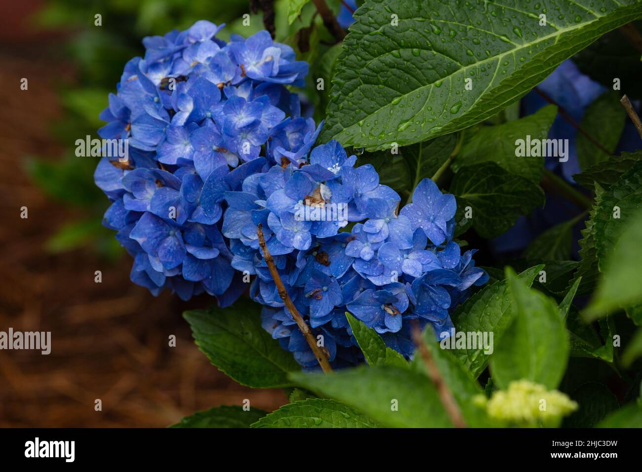 Beautiful blue Hydrangeas in the garden Stock Photo - Alamy