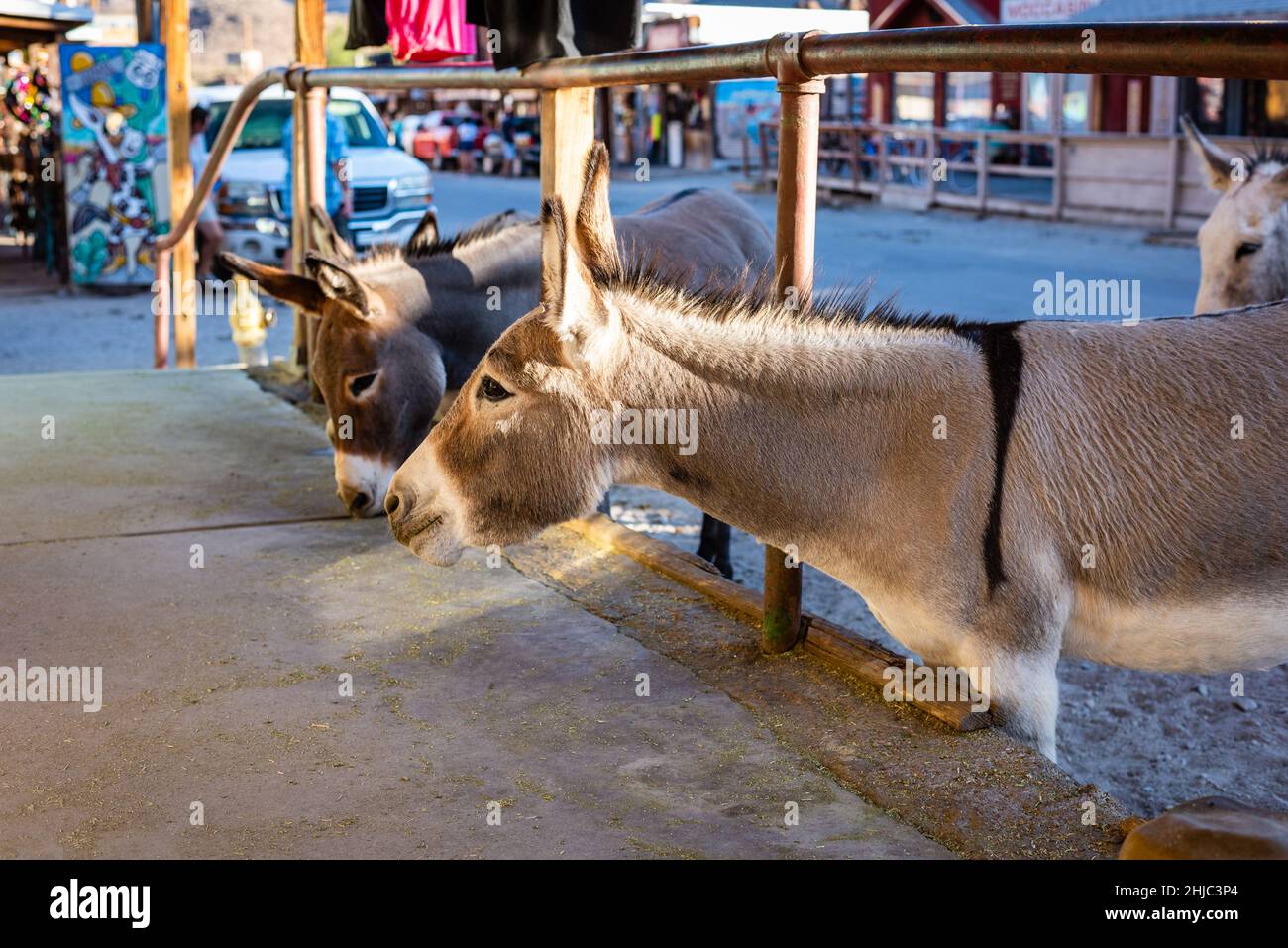 Donkeys mining hi-res stock photography and images - Alamy