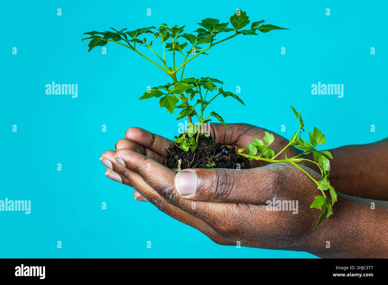 latin man gardener holds pot with a plants in studio blue background ... latin man gardener holds pot with a plants in studio blue background ...