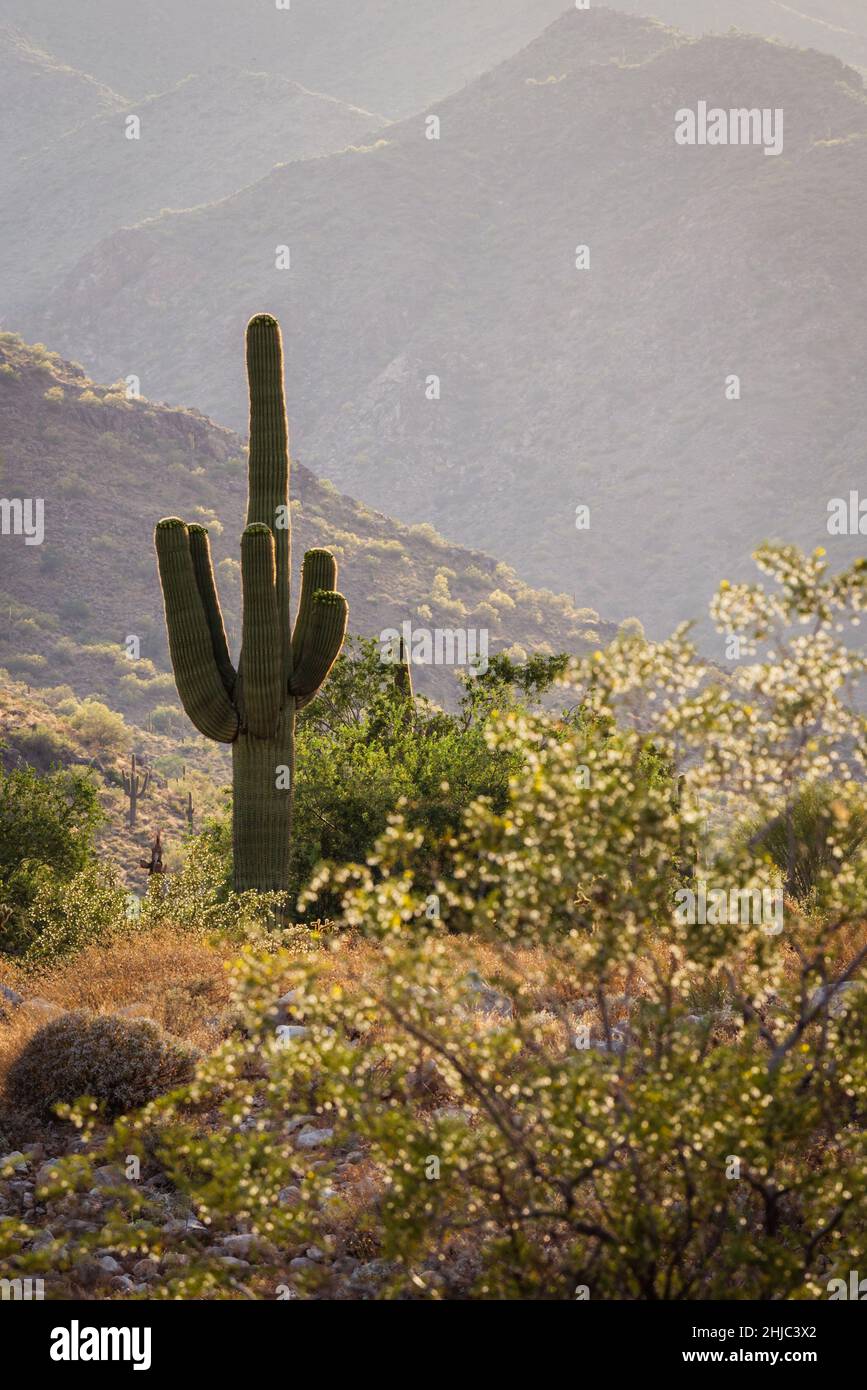 View of saguaro cactus and mountains from the hiking trails at White ...