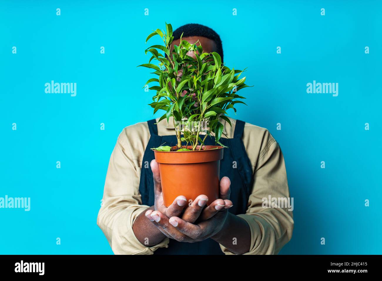 latin man gardener holds pot with a plants in studio blue background ... latin man gardener holds pot with a plants in studio blue background ...