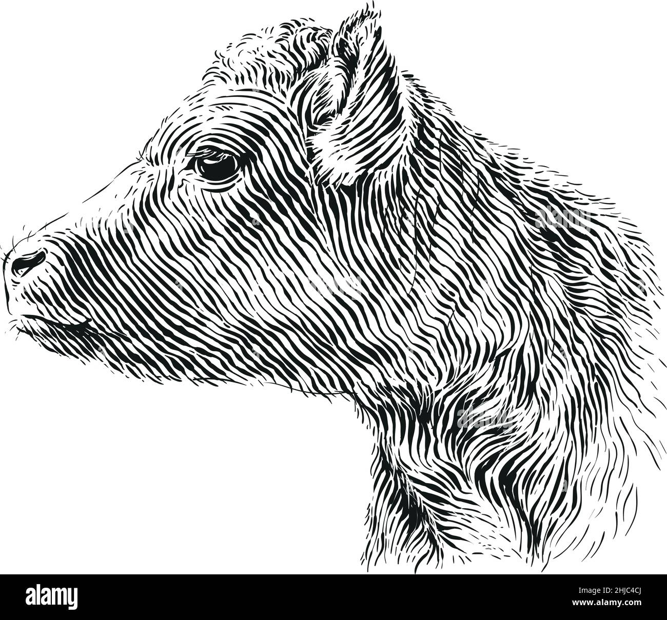 head cow hand drawing sketch engraving illustration style Stock Vector ...