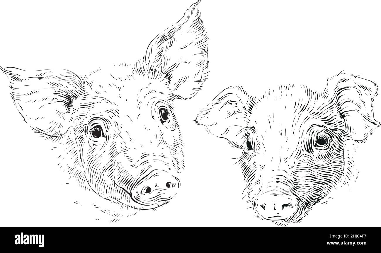 head piglet hand drawing sketch engraving illustration style Stock ...