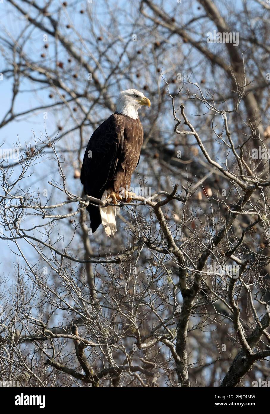 Moncure, North Carolina, USA. 27th Jan, 2022. An adult Bald Eagle at ...