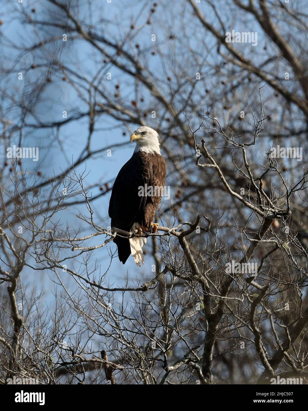Moncure, North Carolina, USA. 27th Jan, 2022. An adult Bald Eagle at ...