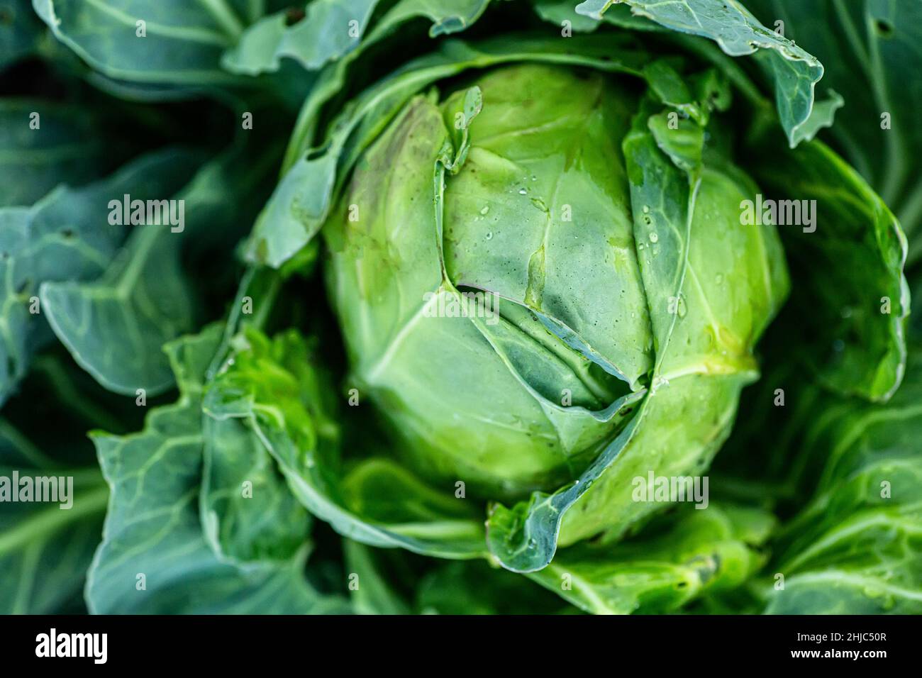 Cabbage grow in the garden. Agriculture. Healthy and healthy food for ...