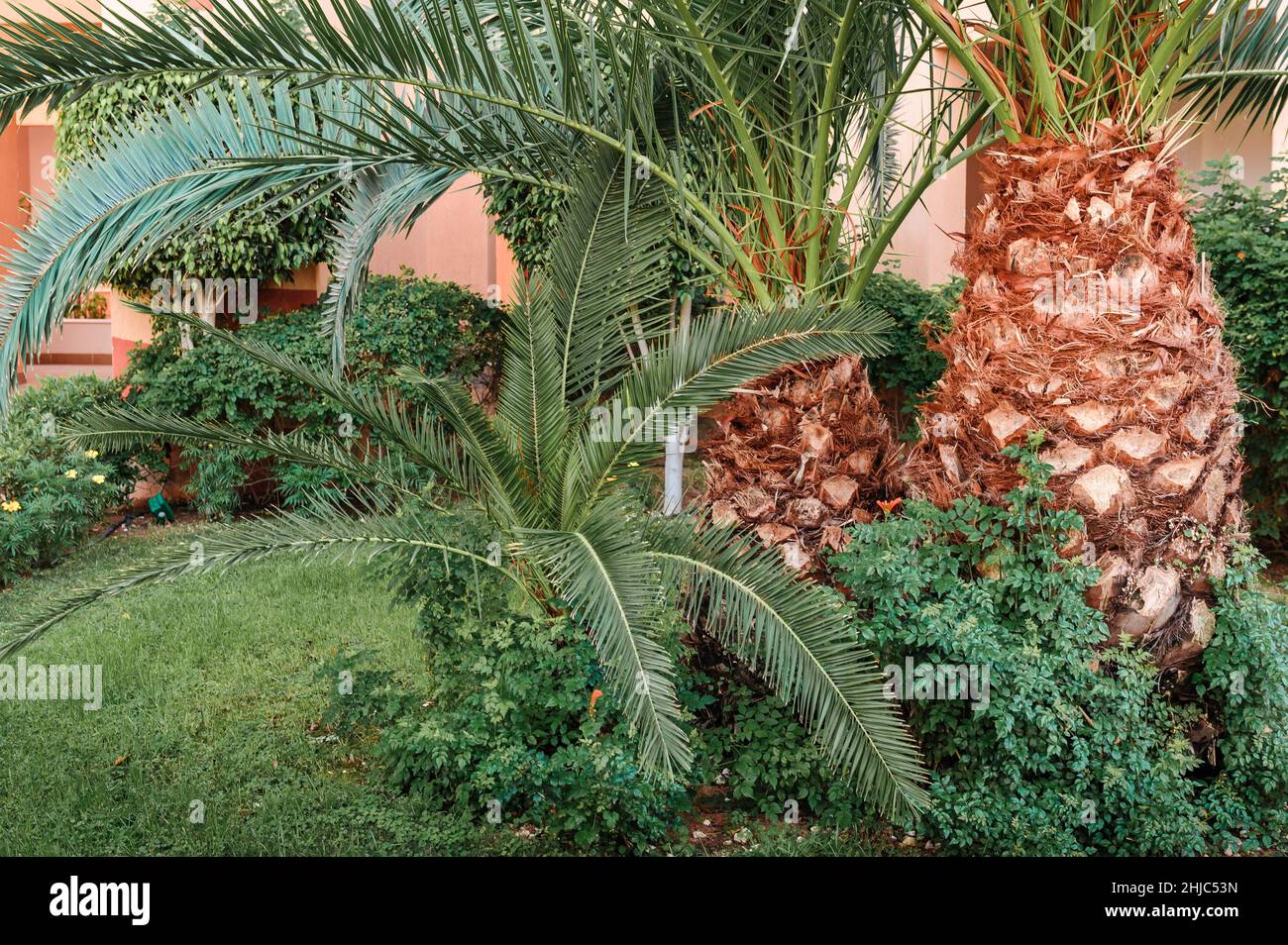 Exotic Landscaping Design. subtropical flora environment Stock Photo ...