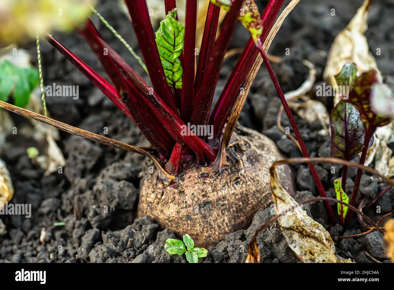 organic farmer homegrown beets with leaves on soil background. Fresh ...