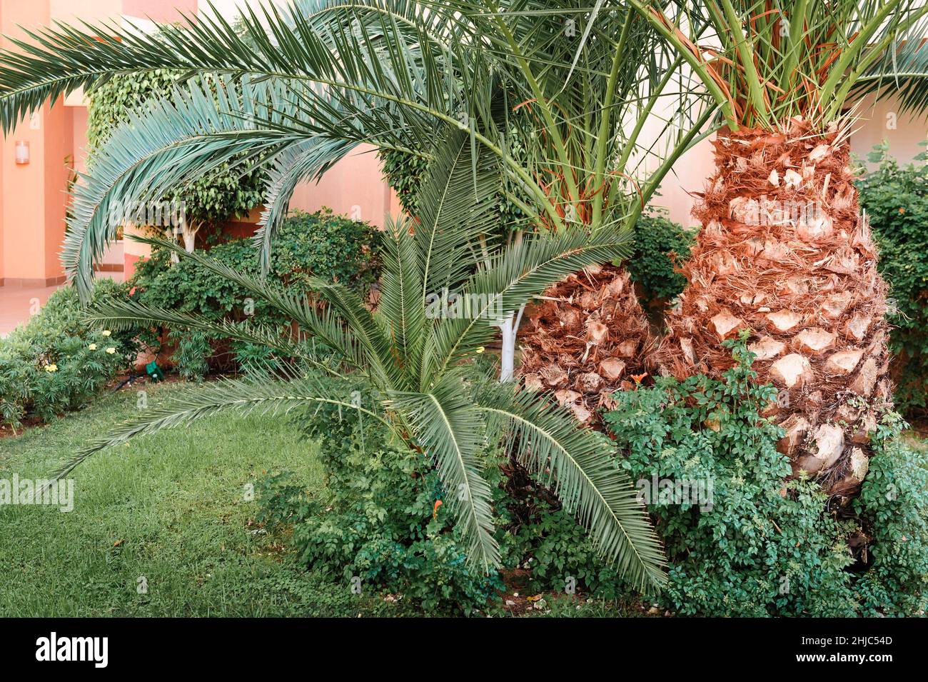 Exotic Landscaping Design. subtropical flora environment Stock Photo ...