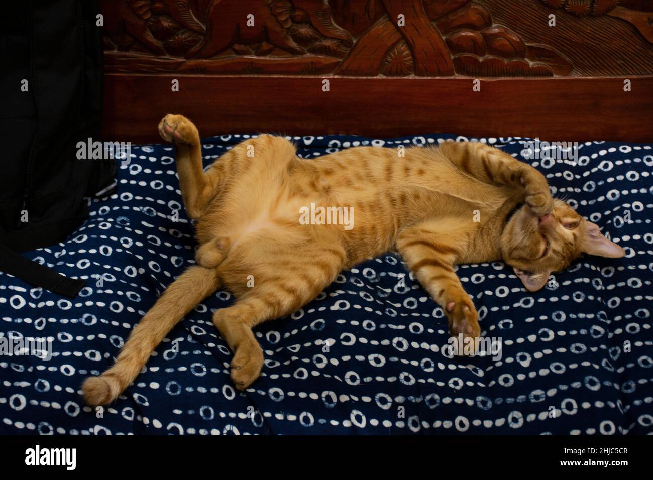 Thai domestic ginger young cats sleeping on floor indoor at house of ...