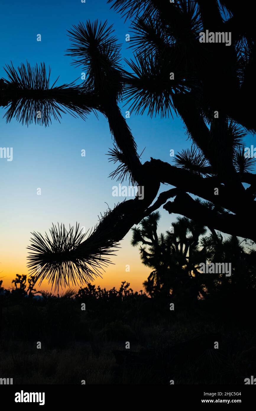 Silhouette of joshua tree hi-res stock photography and images - Alamy