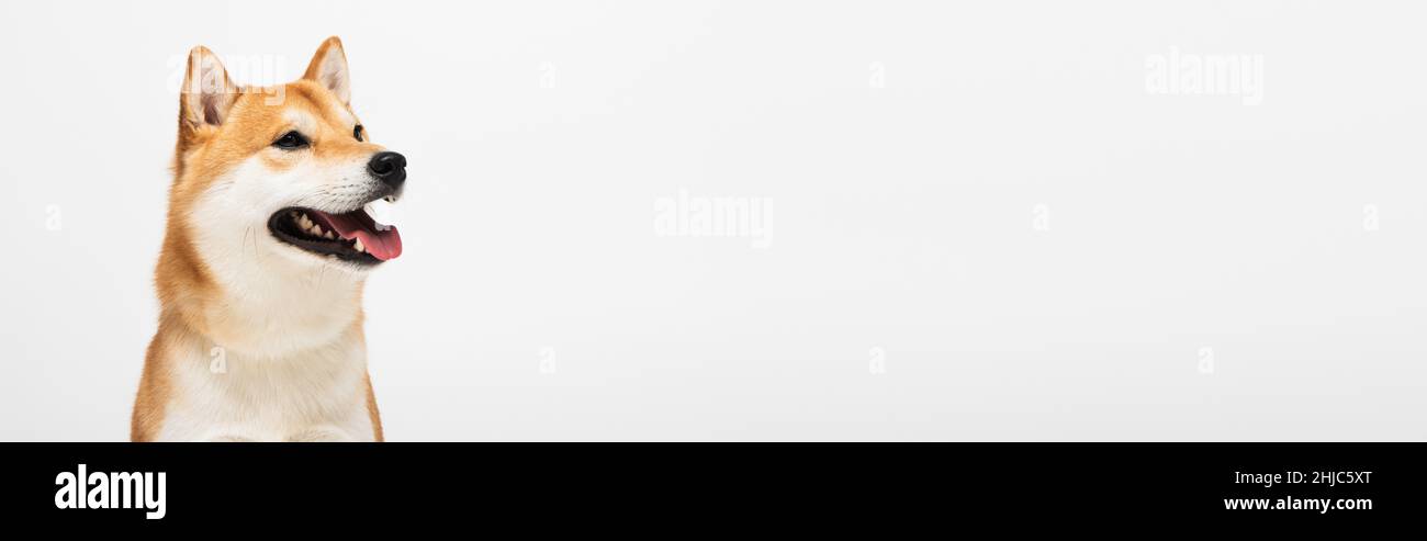 shiba inu dog with open mouth looking away isolated on light grey ...