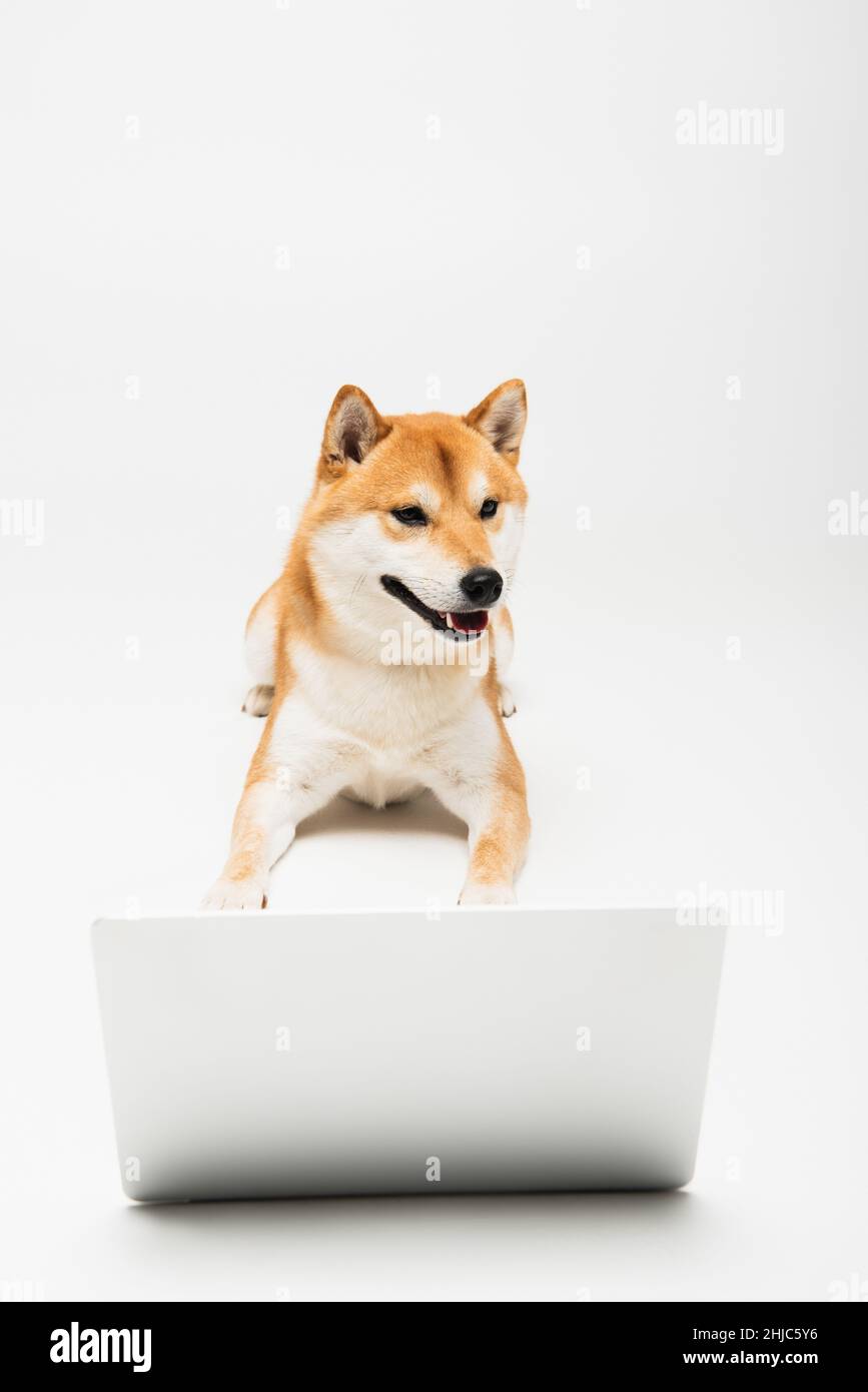 shiba inu dog with open mouth lying near laptop on light grey ...