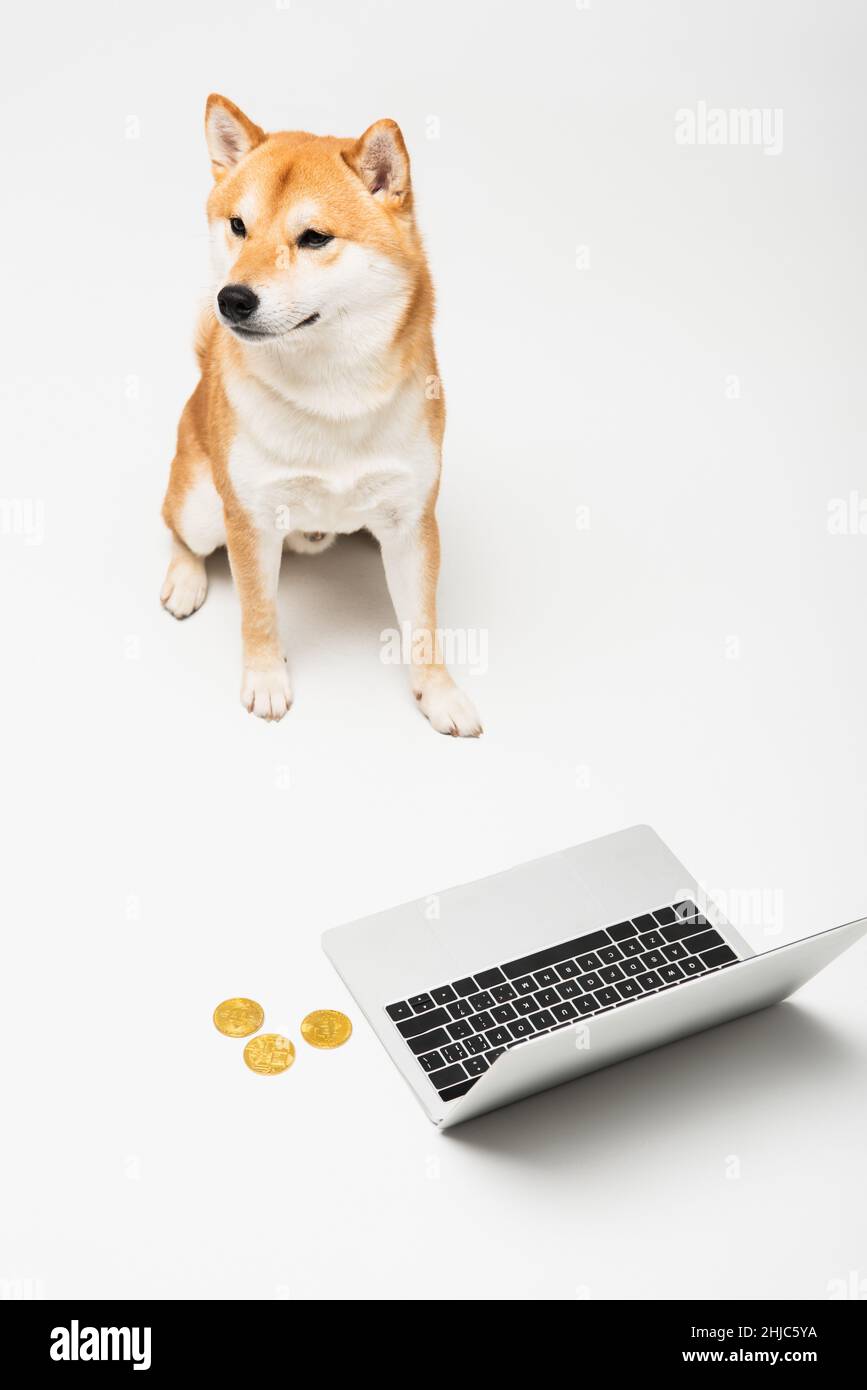 high angle view of shiba inu dog sitting near golden bitcoins and ...