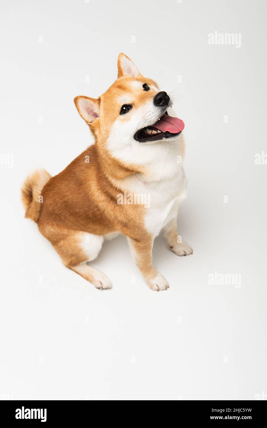 high angle view of funny shiba inu dog sticking out tongue on light ...