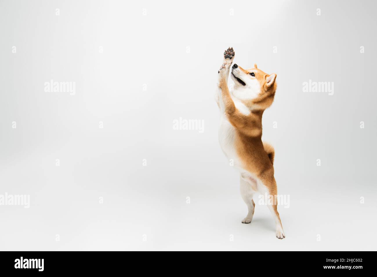 Shiba inu dog standing on hi-res stock photography and images - Alamy