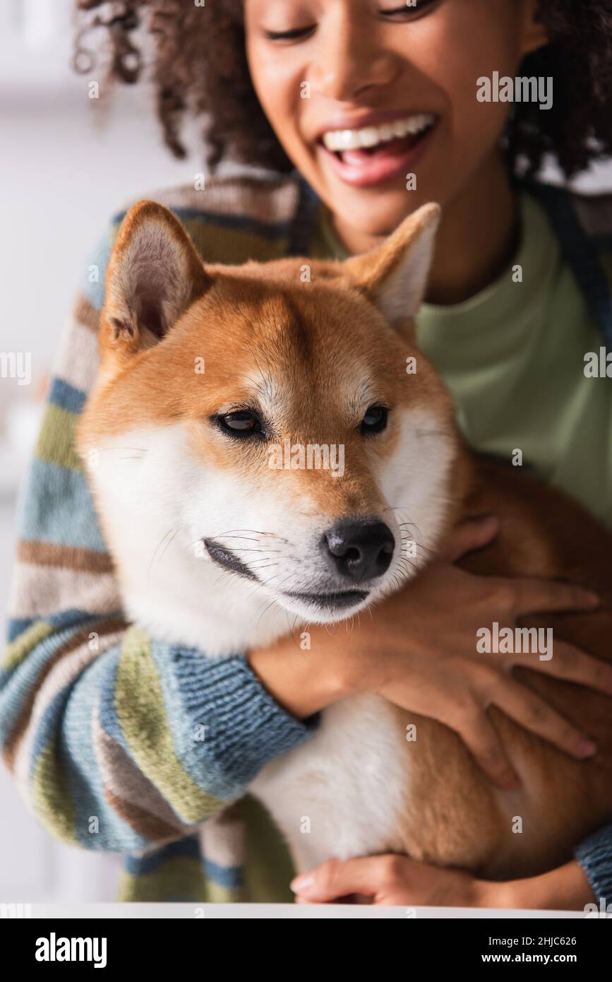 close up view of shiba inu dog near african american woman smiling on ...