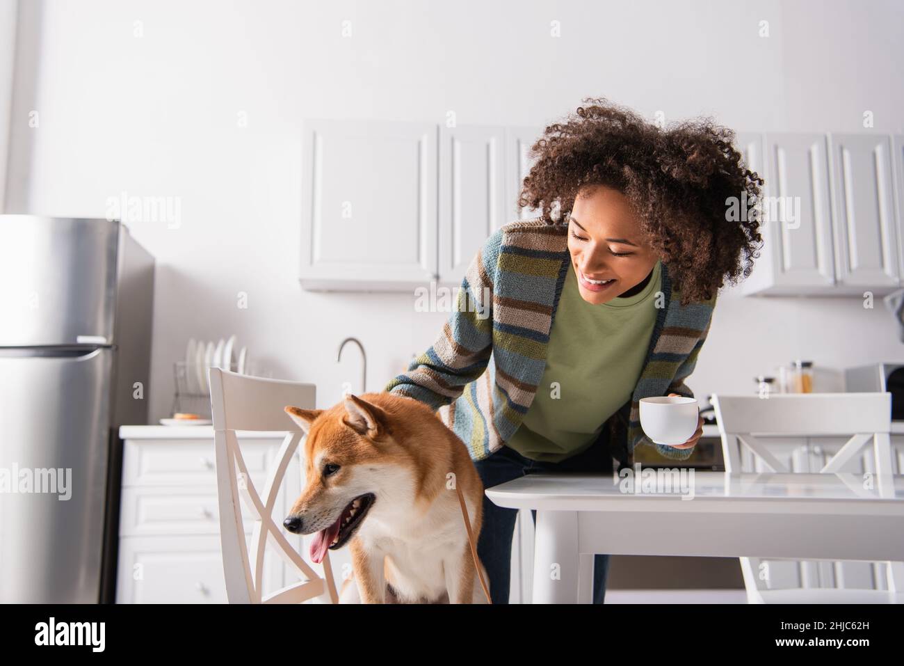 shiba inu dog sitting on chair near cheerful african american woman ...