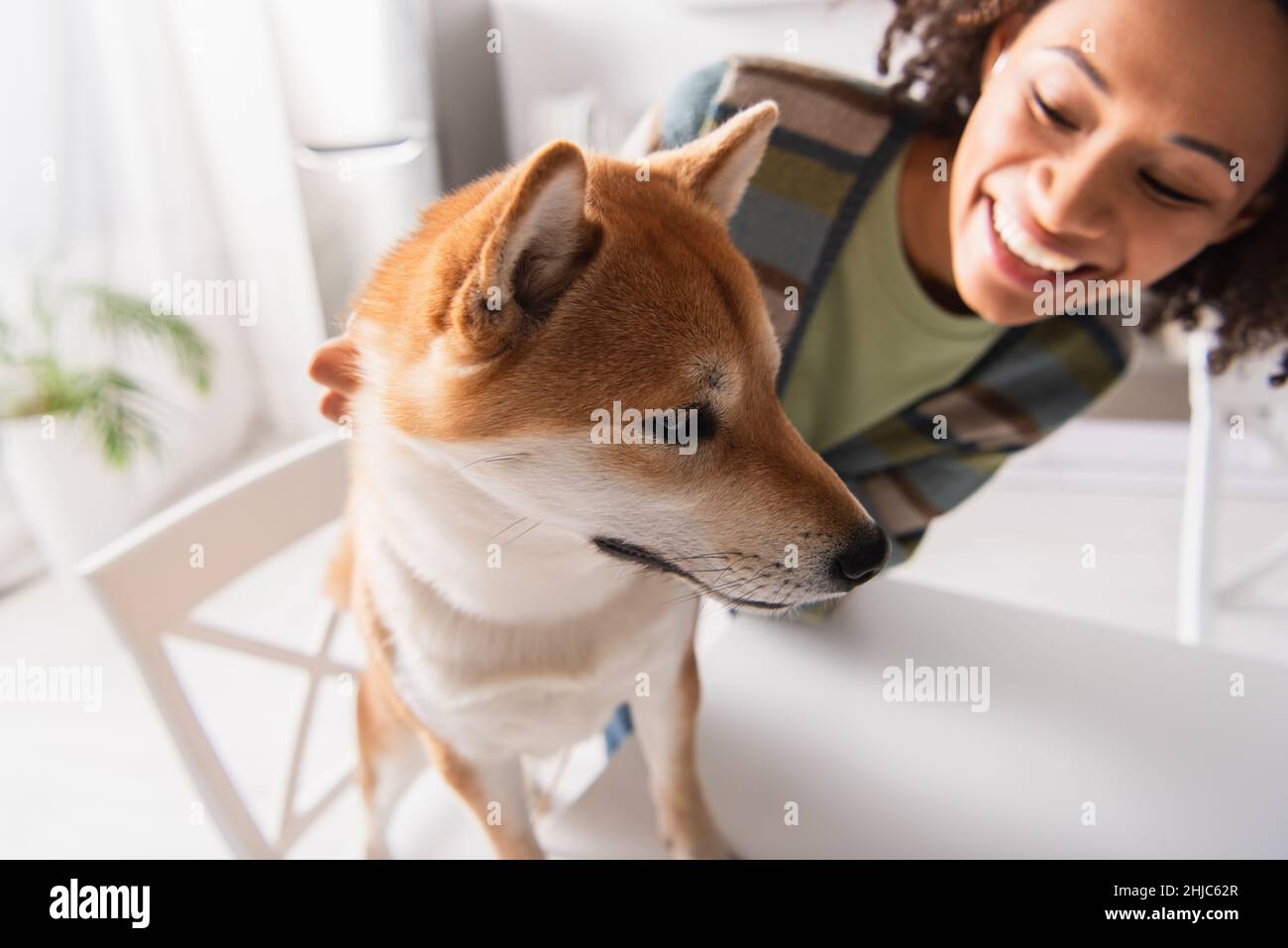 close up view of shiba inu dog near smiling african american woman in ...