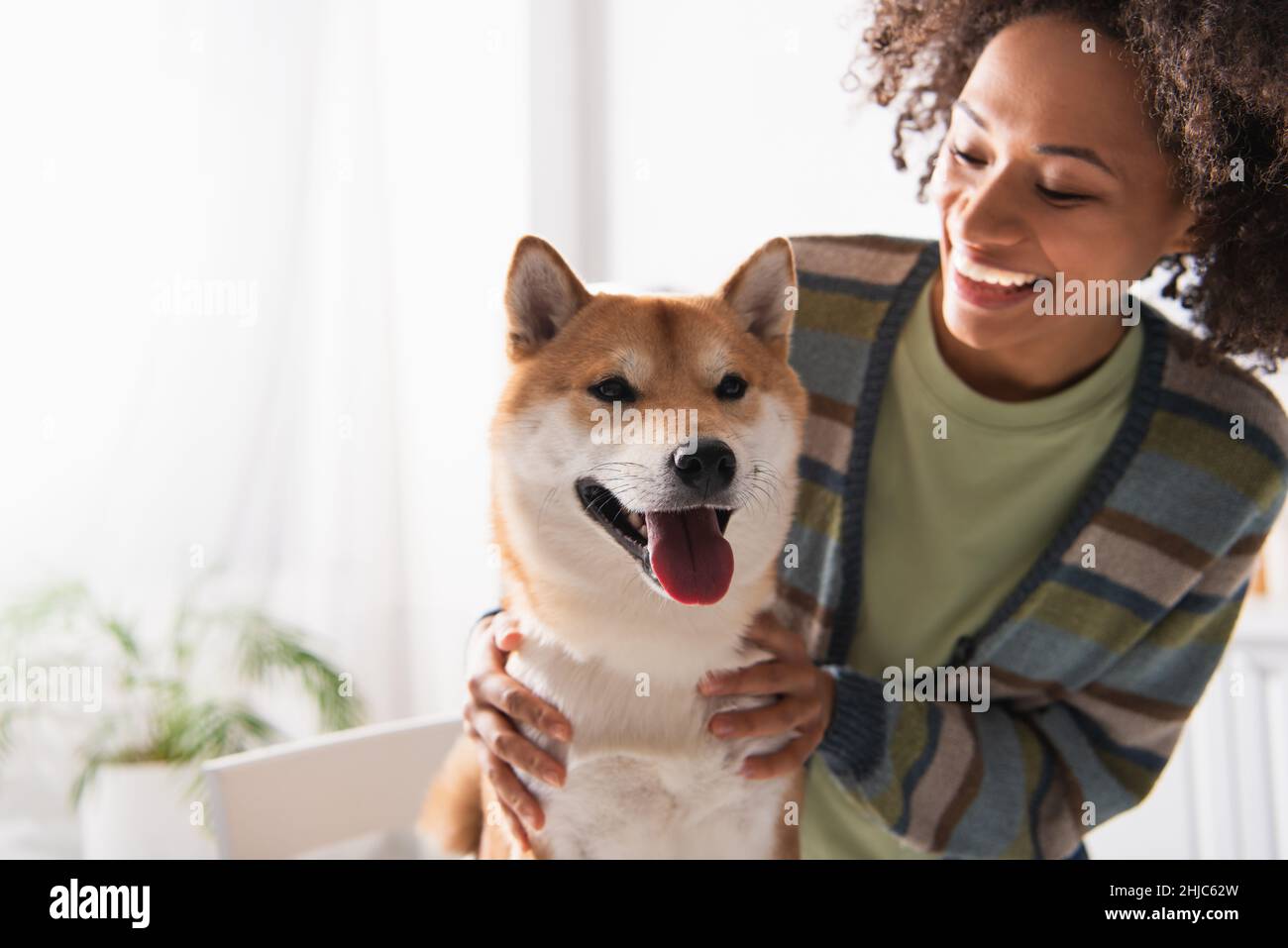blurred african american woman smiling while hugging funny shiba inu ...