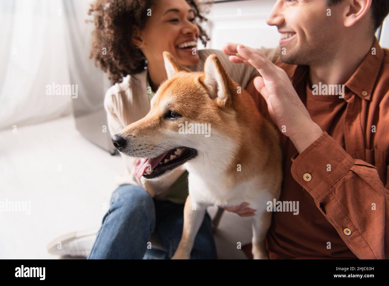 Shiba inu cuddle hi-res stock photography and images - Alamy