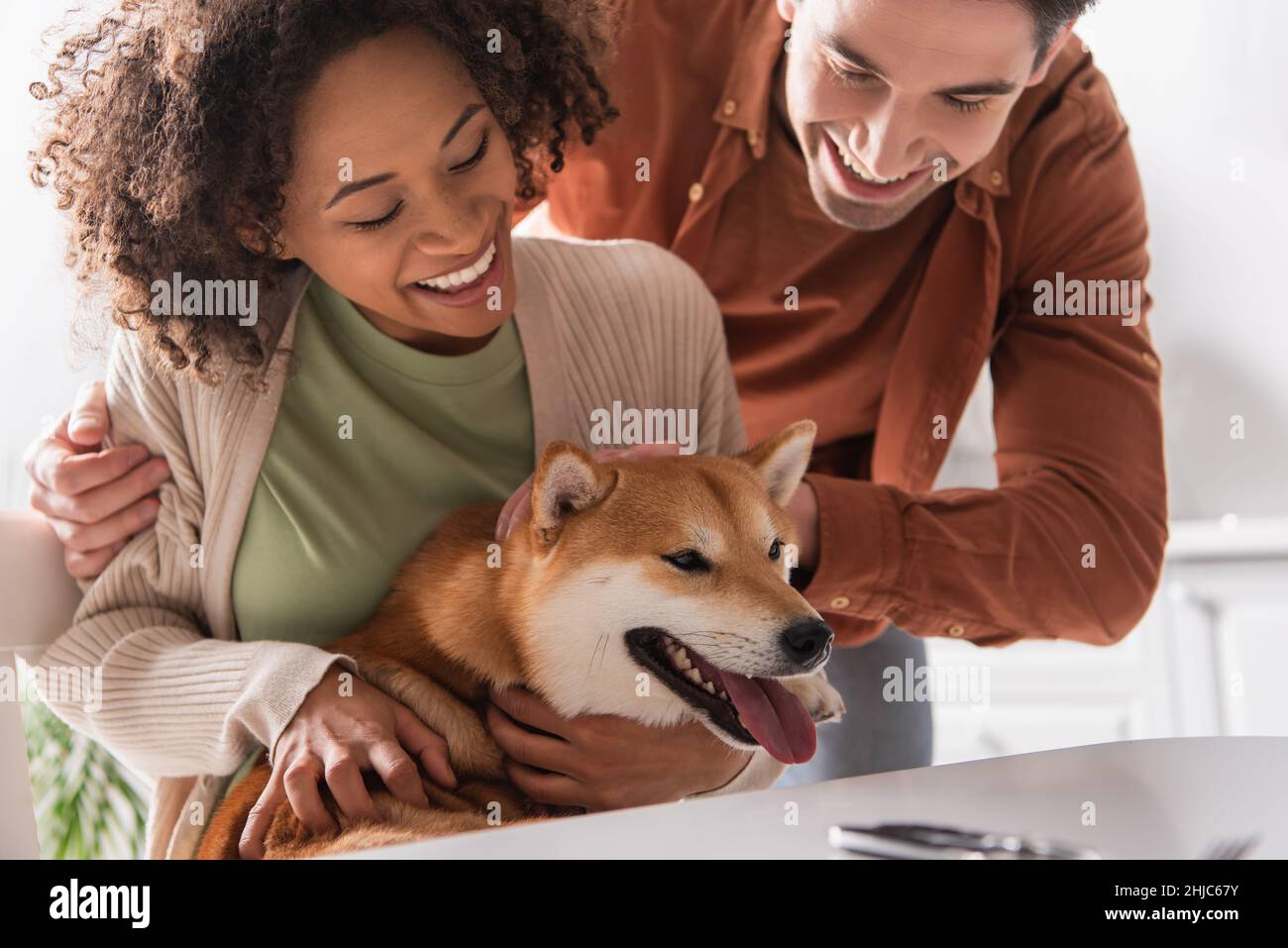 Shiba inu cuddle hi-res stock photography and images - Alamy