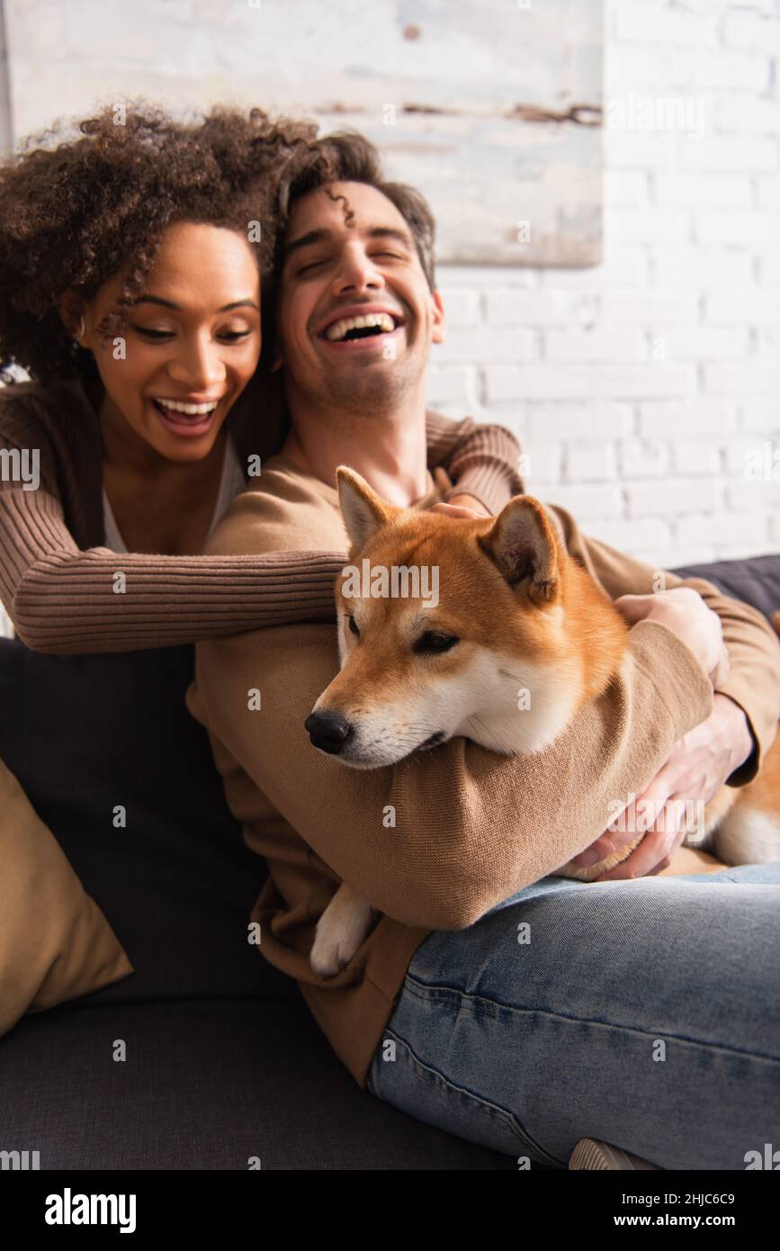 Smiling african american woman petting shiba inu dog near boyfriend on ...