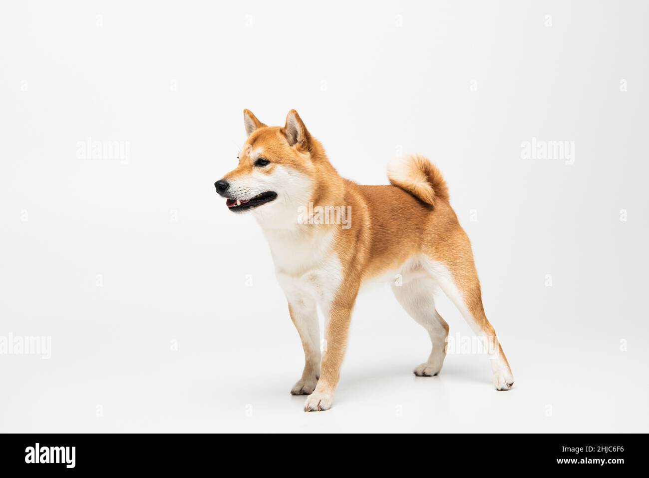 Shiba inu dog looking away while standing on white background Stock ...